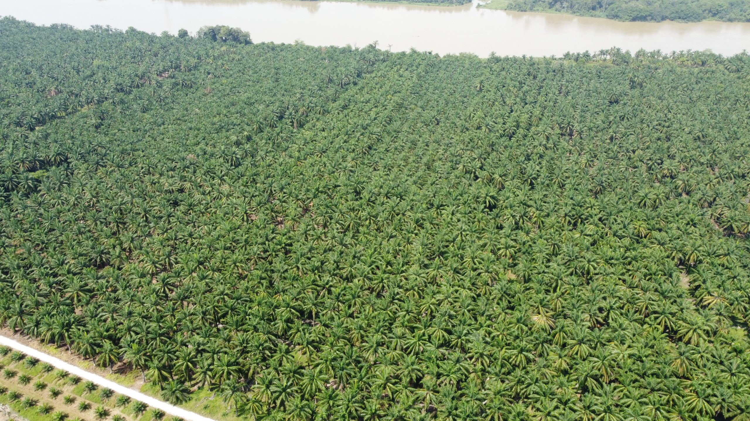 Tanah Pertanian Sawit Kampung Gajah - Ejen Hartanah Perak. Ejen ...