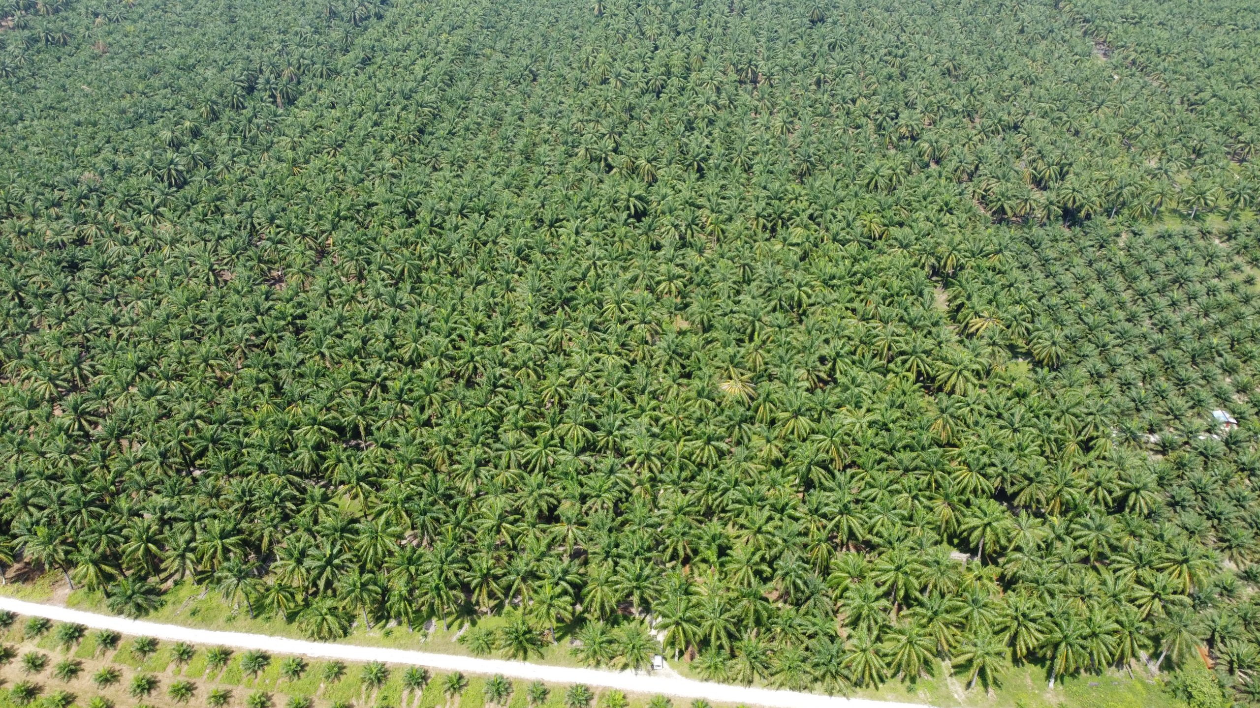 Tanah Pertanian Sawit Kampung Gajah - Ejen Hartanah Perak. Ejen ...
